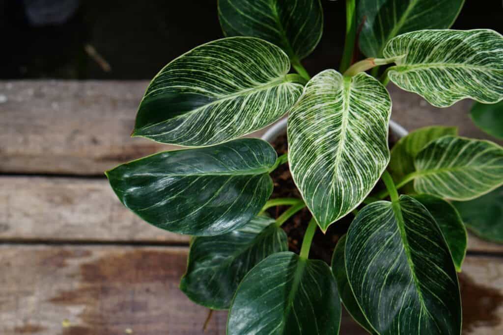 Philodendron Florida: Origin, Types, Care – OwnJungle