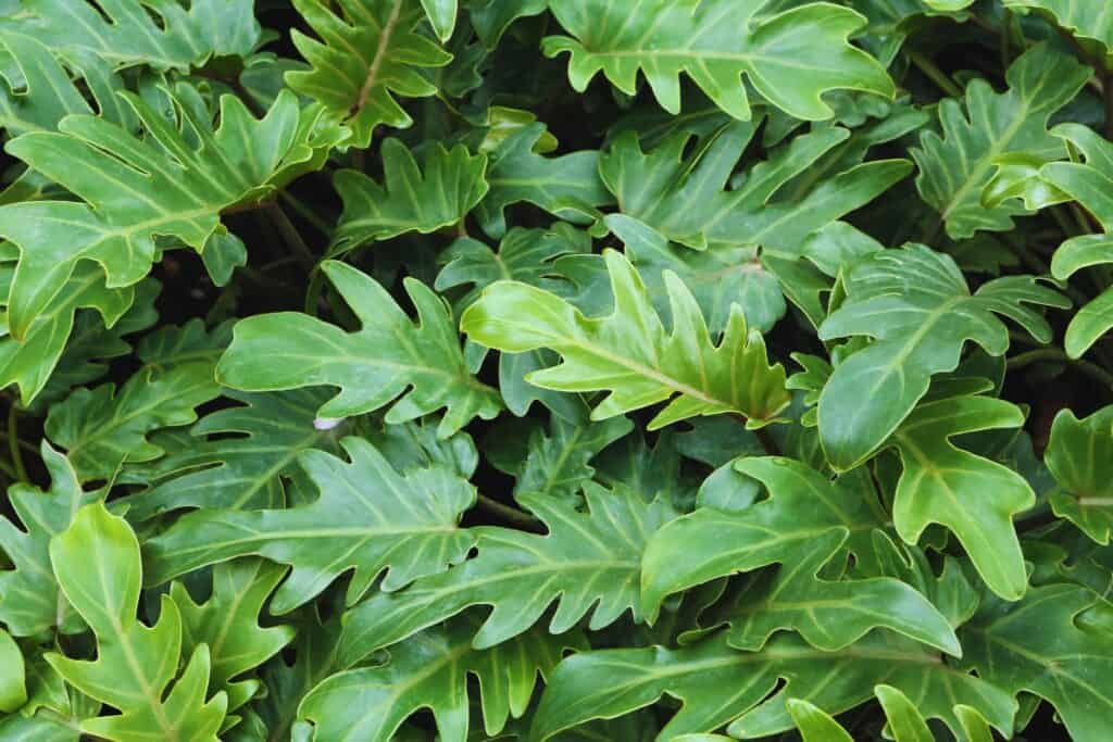 Philodendron Florida: Origin, Types, Care – OwnJungle